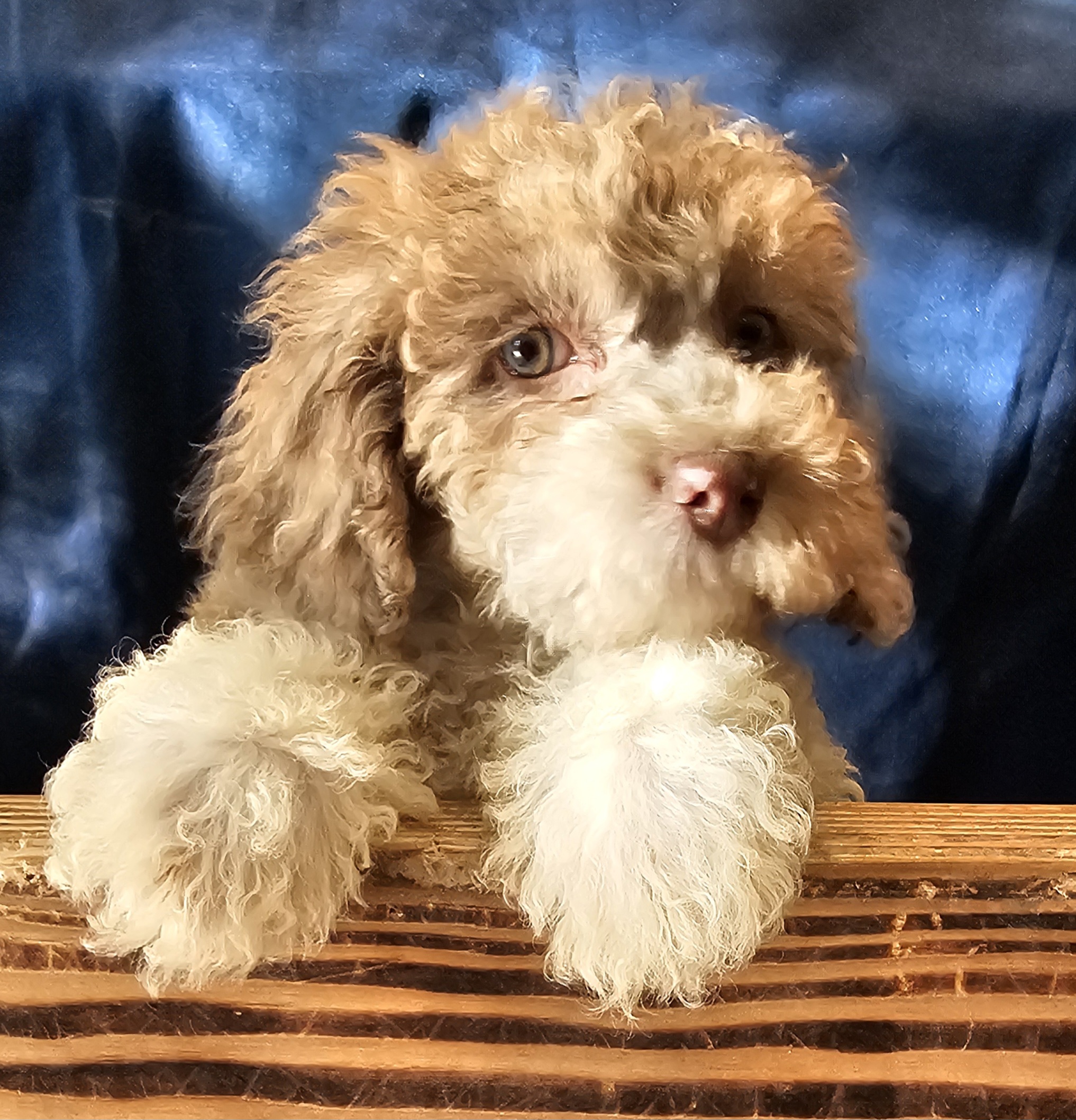 Available Puppies – NEVADA PUPPY STORE
